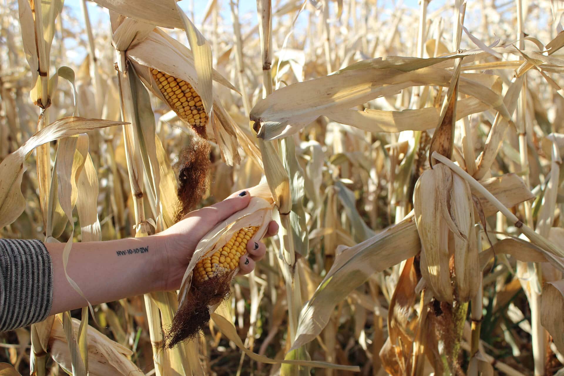 Maturité du maïs et séchage sur le plant | Moisson Prosper